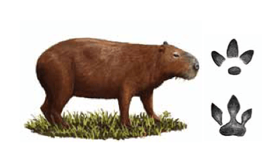 IPAM Amazônia - | Footprints – Identifying Mammals