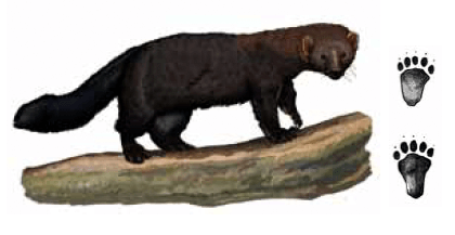 IPAM Amazônia - | Pegadas – Identificando mamíferos